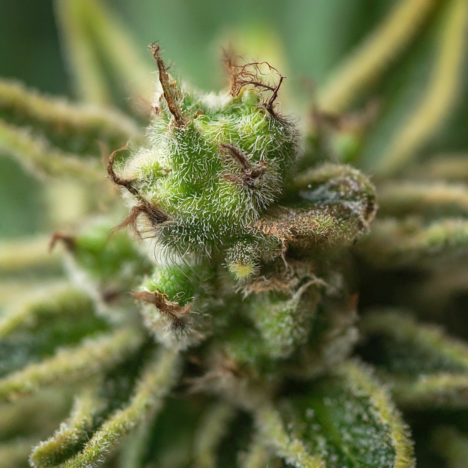 Buy Gelato Indica Autoflower Marijuana Seeds | Island Roots