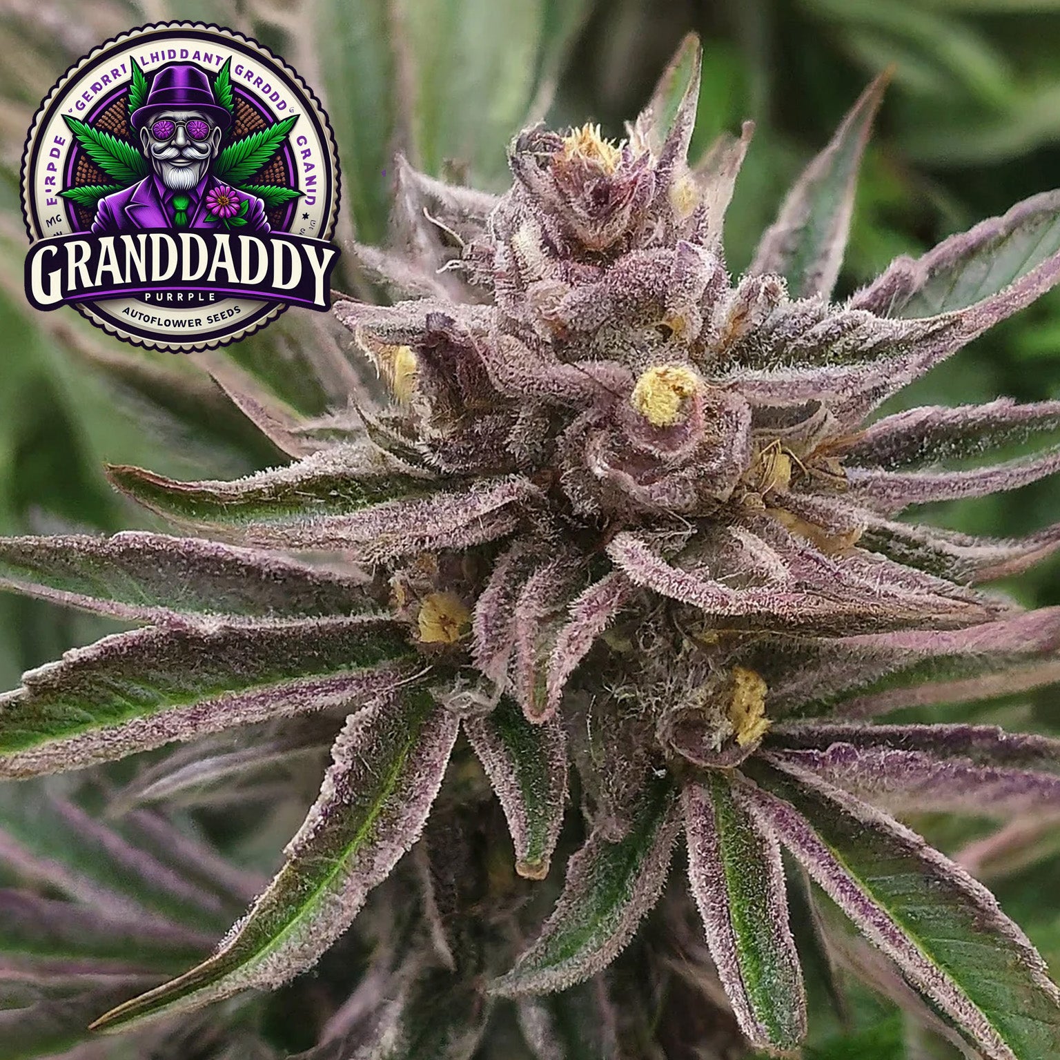 Buy Granddaddy Purple Autoflower Marijuana Seeds | Island Roots