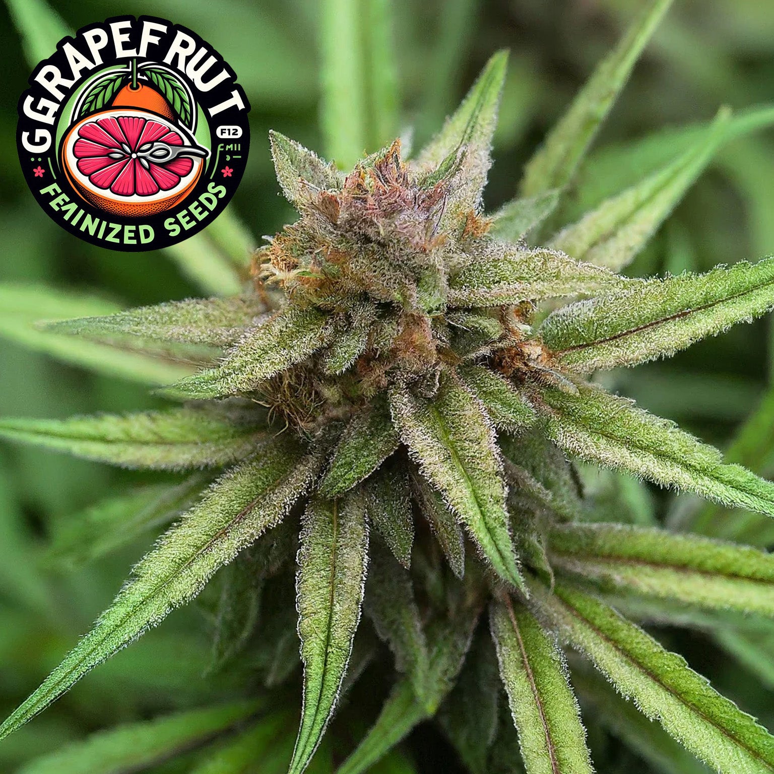 Buy Grapefruit Sativa Feminized Marijuana Seeds | Island Roots