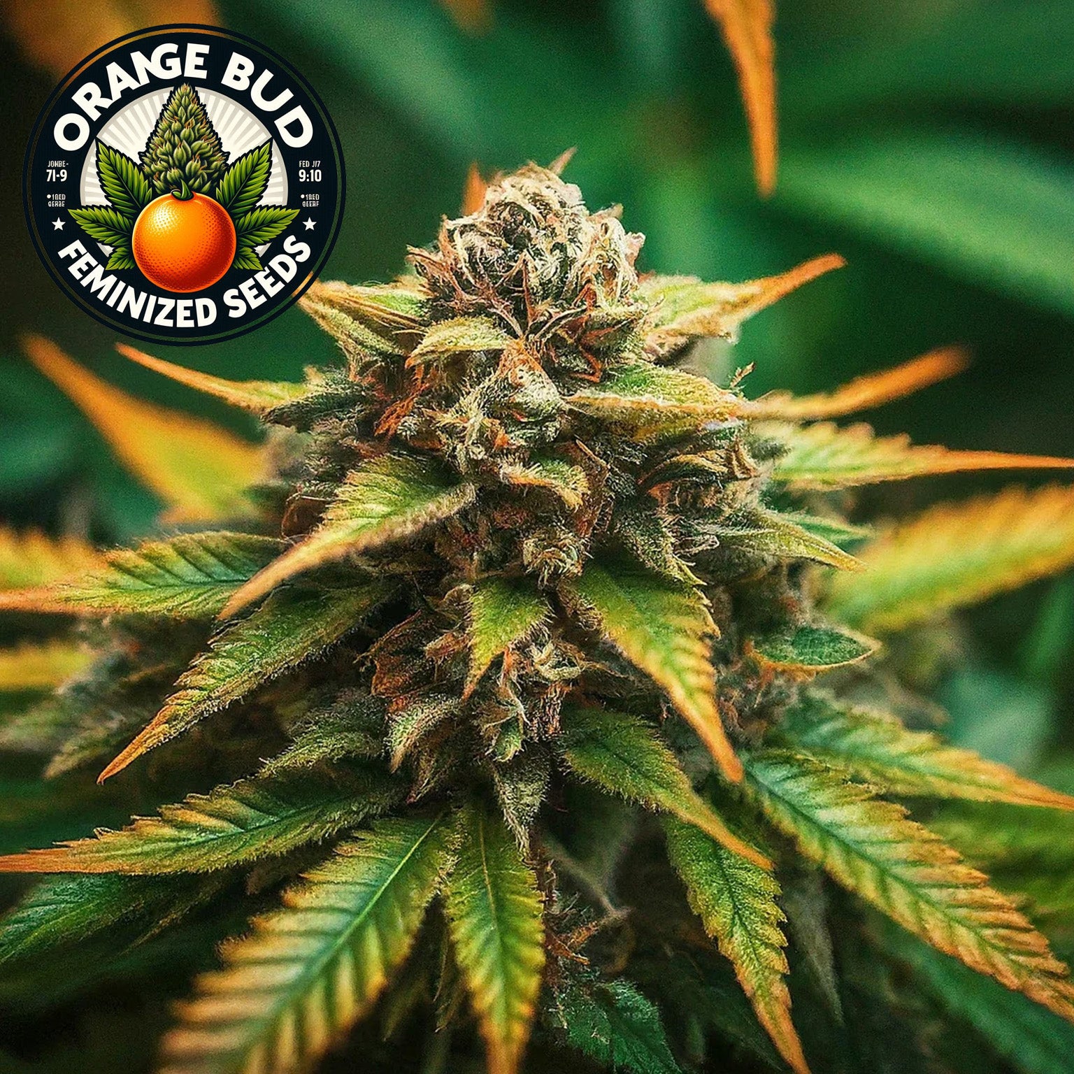 Buy Orange Bud Indica Feminized Marijuana Seeds | Island Roots