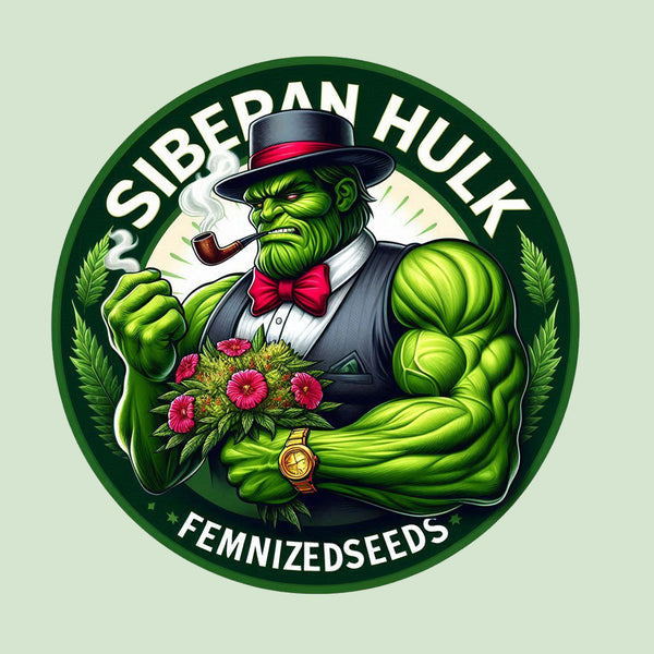 Buy Siberian Hulk F3 Indica Feminized Marijuana Seeds | Island Roots