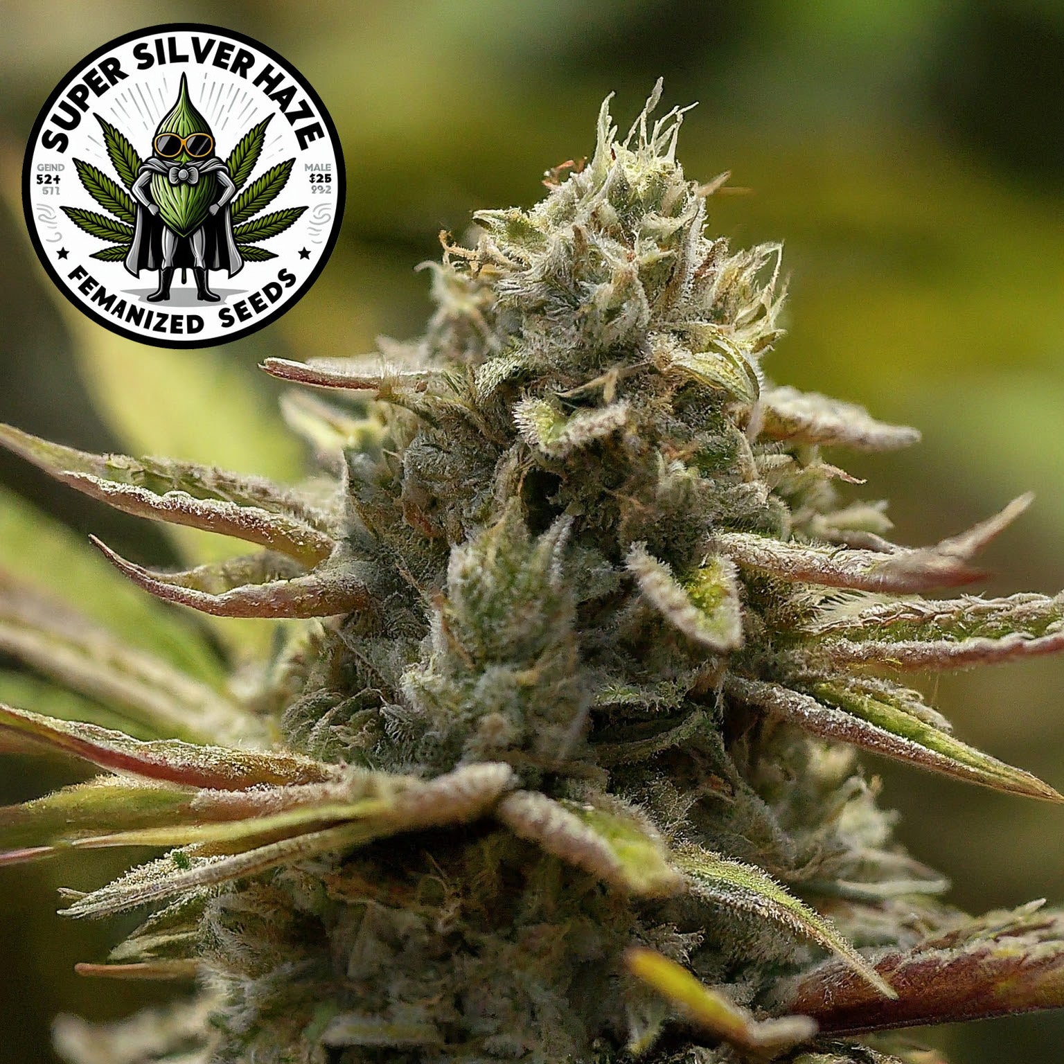 Buy Super Silver Haze Sativa Feminized Marijuana Seeds | Island Roots